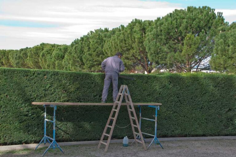 Wunderschãƒâne Wie Hoch Darf Hecke Sein Nrw Bild
